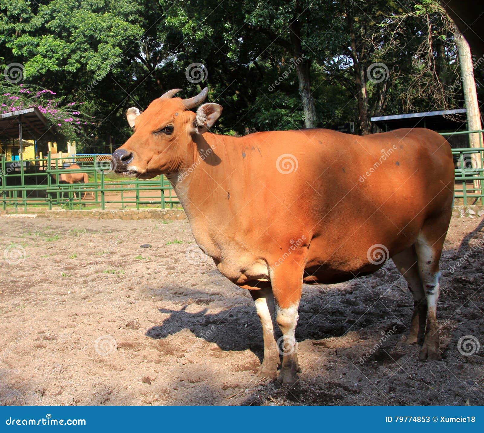 Cattle in the zoo stock image. Image of meadow, beautiful - 79774853