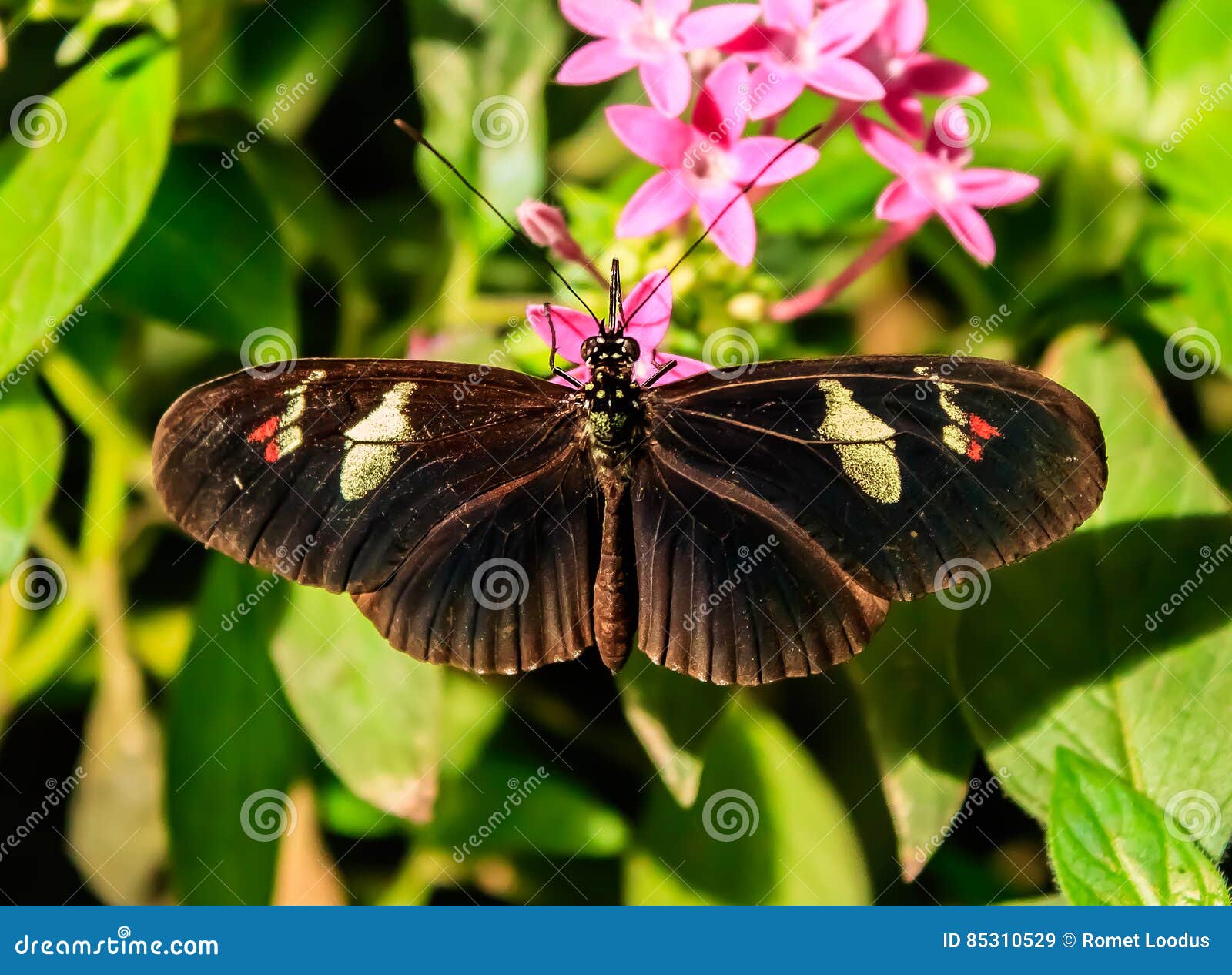 Cattleheart Butterfly stock image. Image of wing, parides - 85310529