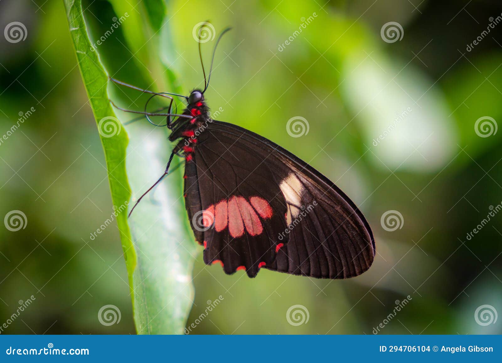 Cattleheart Butterfly on Leaf Stock Photo - Image of leaf, focus: 294706104