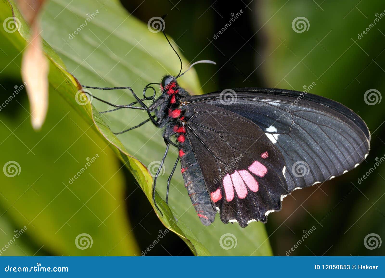 Cattleheart, Parides Lysander Stock Image - Image of lysander, close ...