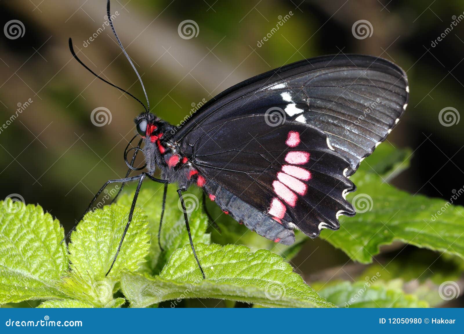 Cattleheart, Parides Lysander Stock Photo - Image of america, life ...