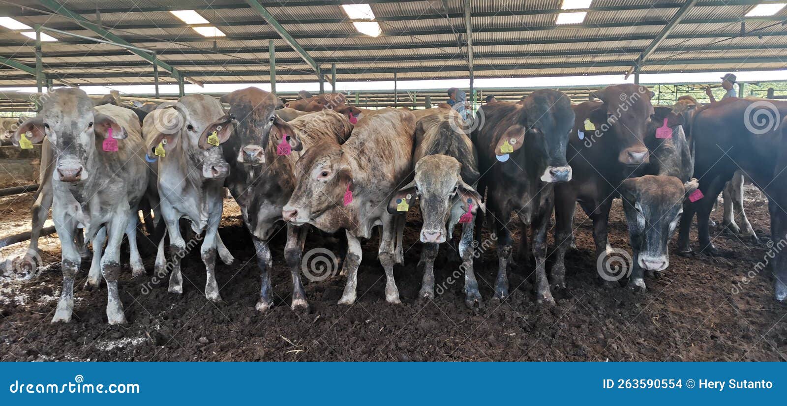 Cattleindustry stock photo. Image of cattleindustry - 263590554