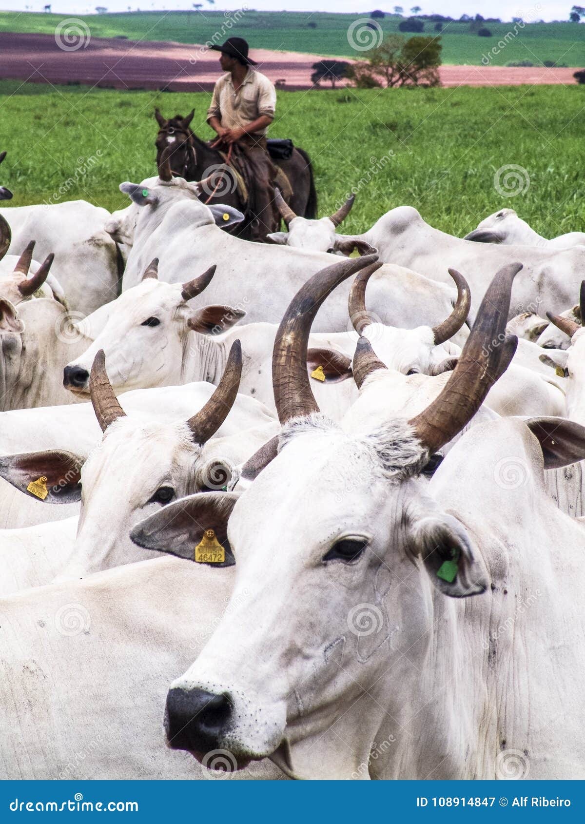 Cattleman redaktionelles stockfotografie. Bild von rinder - 108914847