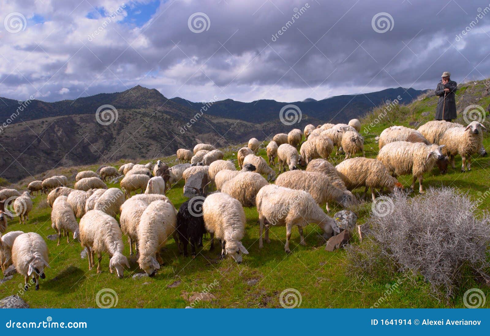 Cattleman stock photo. Image of environment, ranch, meadow - 1641914