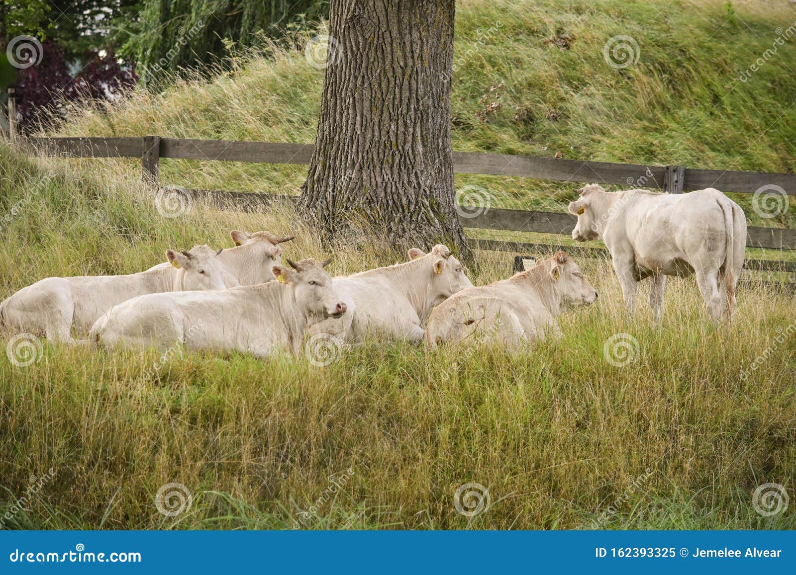 Cattles Resting Under a Tree at a Grassy Ground Stock Image - Image of ...