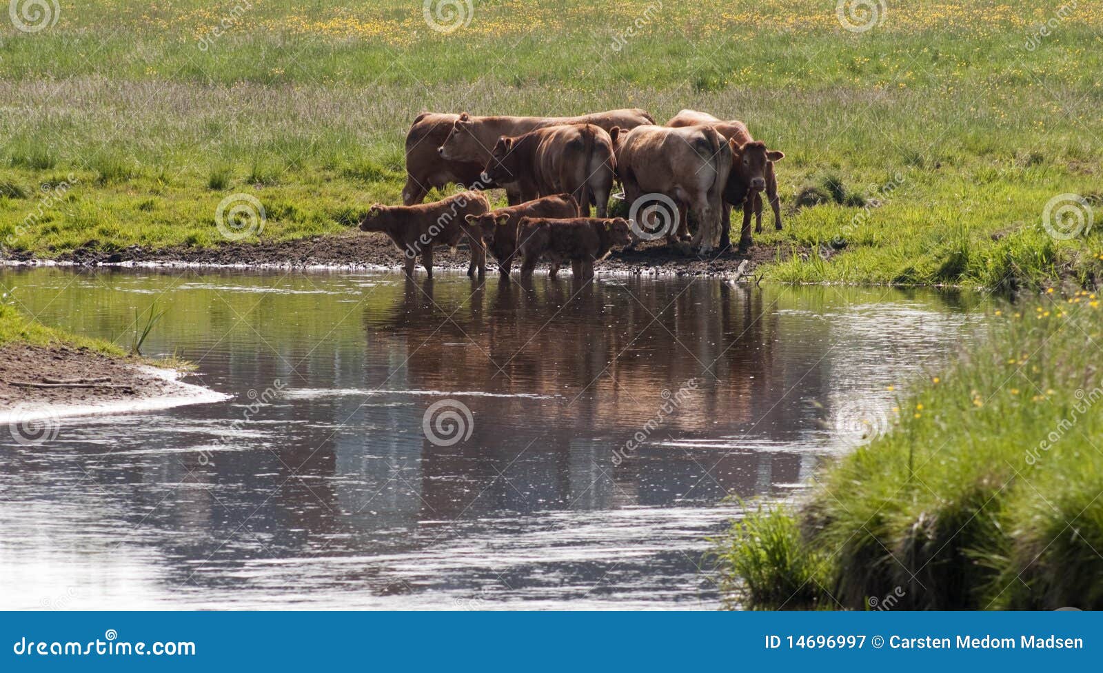 Cattles and river stock image. Image of field, grazing - 14696997