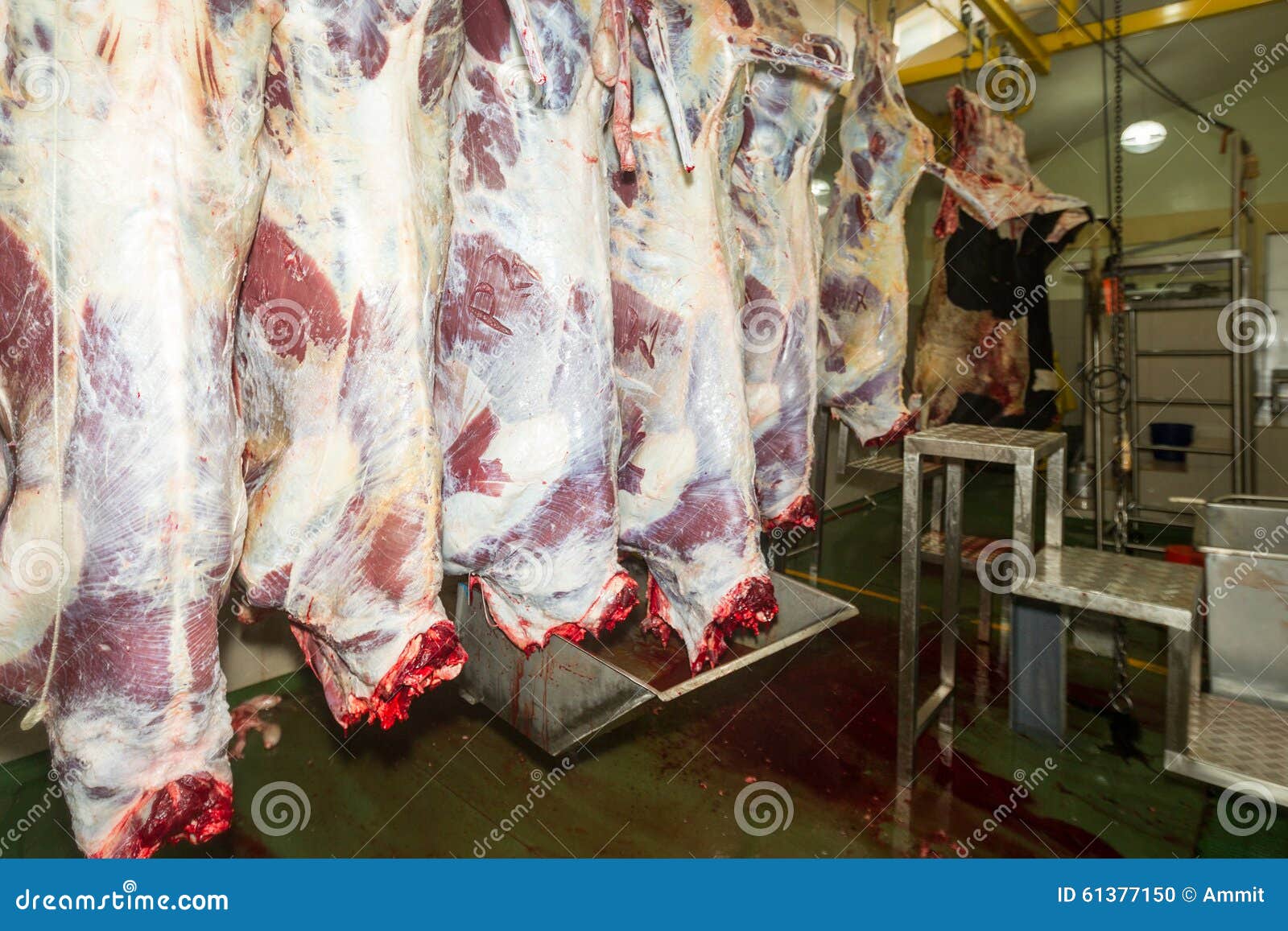 At The Slaughterhouse, Carcasses, Raw Meat Beef, Hooked In The Freezer ...