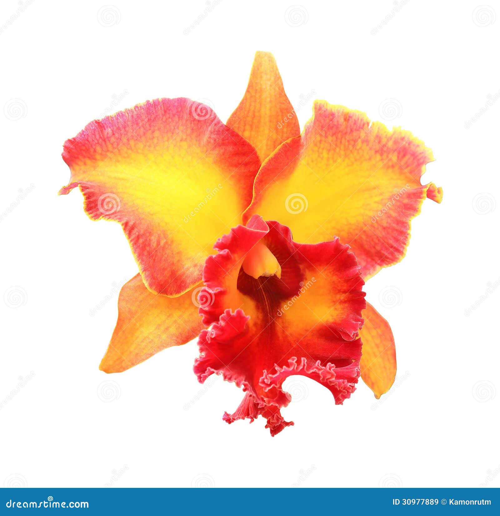 Cattleya Color Orange with Clipping Path Stock Image - Image of fresh ...