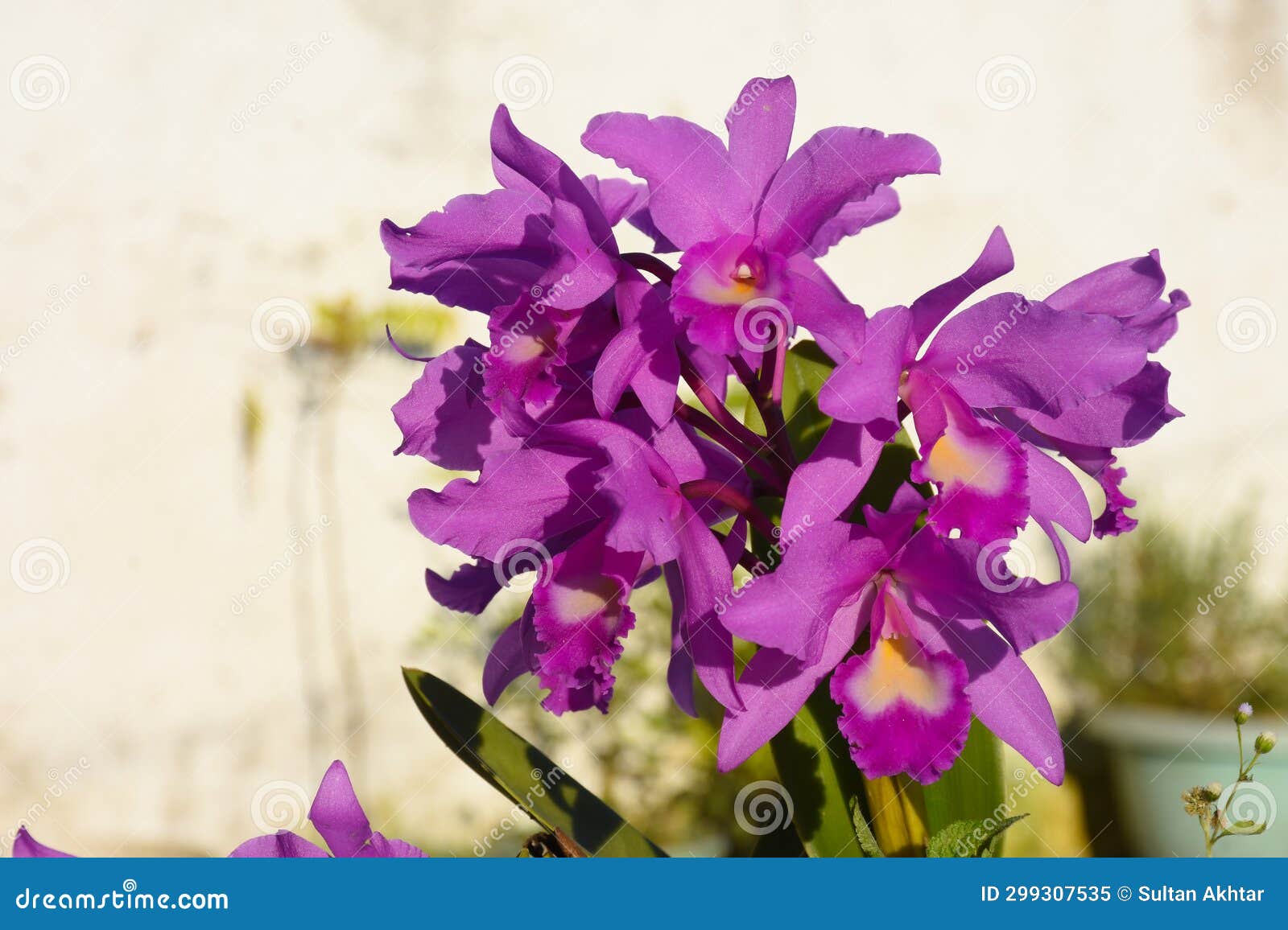 Cattleya Labiata, Also Known As the Crimson Cattleya Stock Image ...