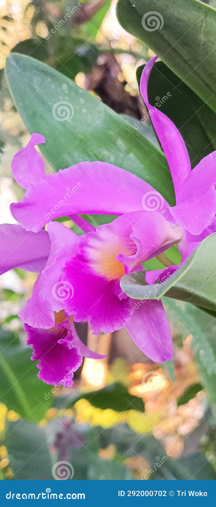 Cattleya Labiata, Also Known As the Crimson Cattleya or Ruby-lipped ...