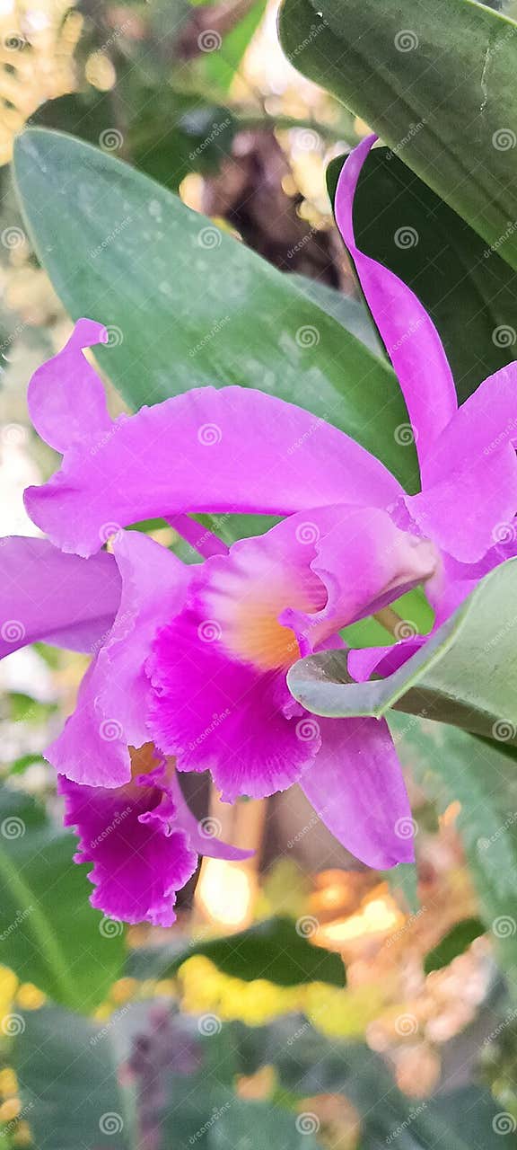Cattleya Labiata, Also Known As the Crimson Cattleya or Ruby-lipped ...