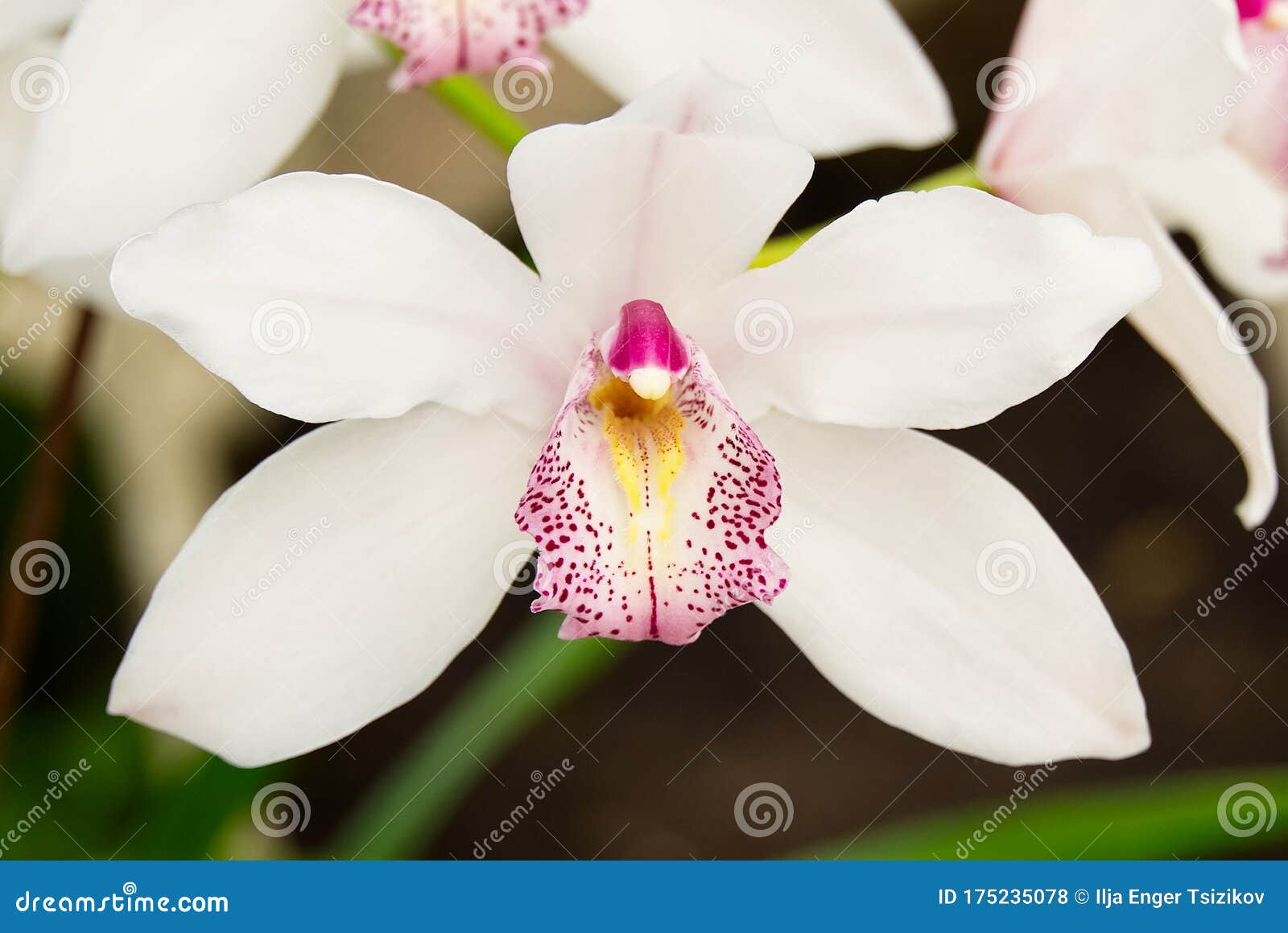 Cattleya Labiata, Also Known As The Crimson Cattleya Or Ruby-lipped ...