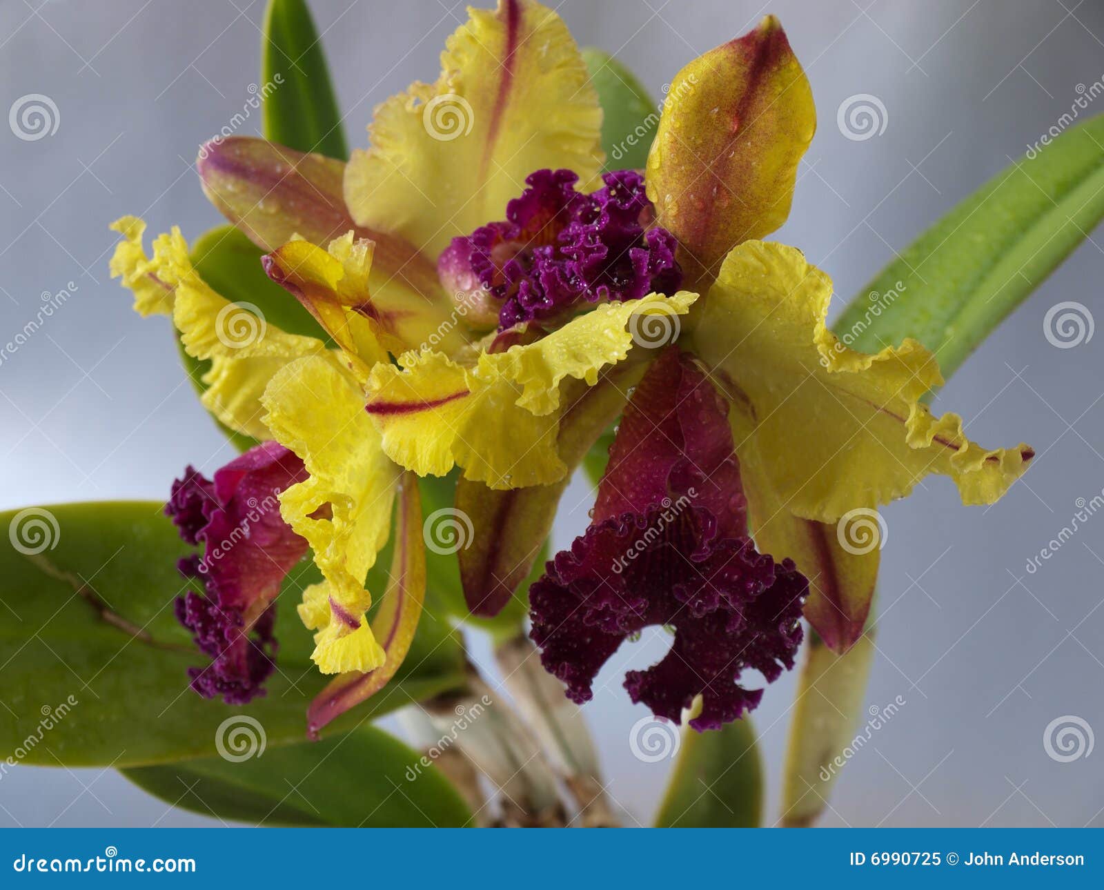 Cattleya orchid stock image. Image of holiday, beauty - 6990725