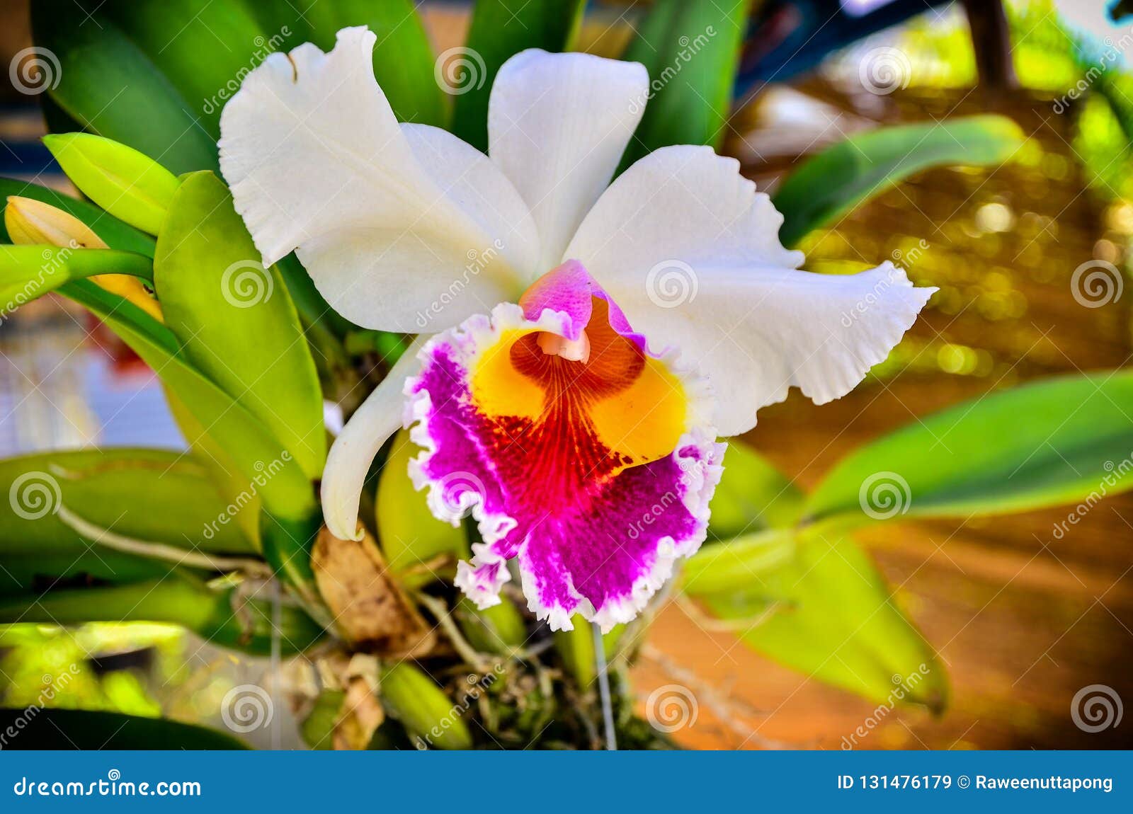 Cattleya Orchid Blooming in Nature Stock Image - Image of beauty ...