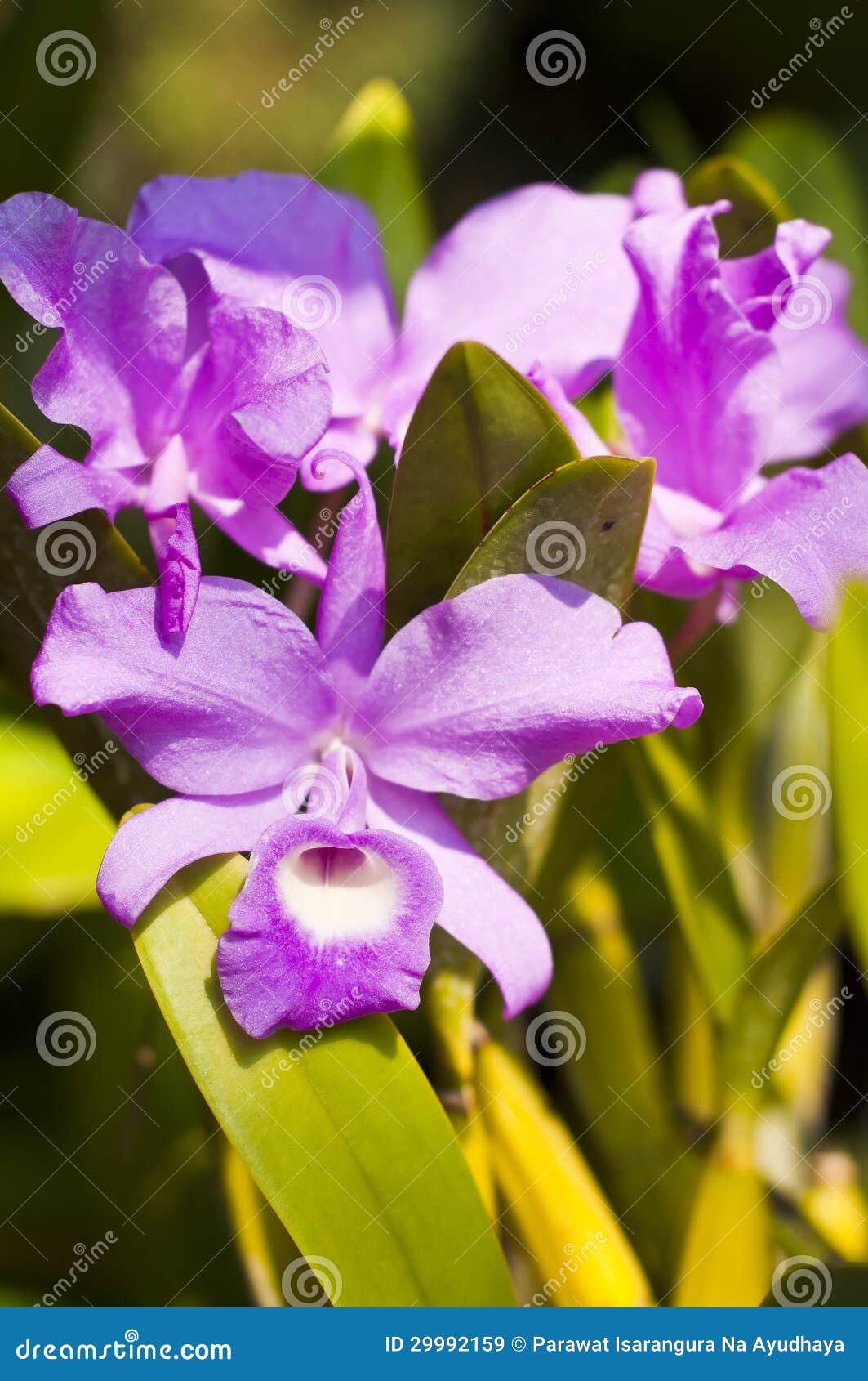 Cattleya orchid. stock image. Image of beautiful, close - 29992159