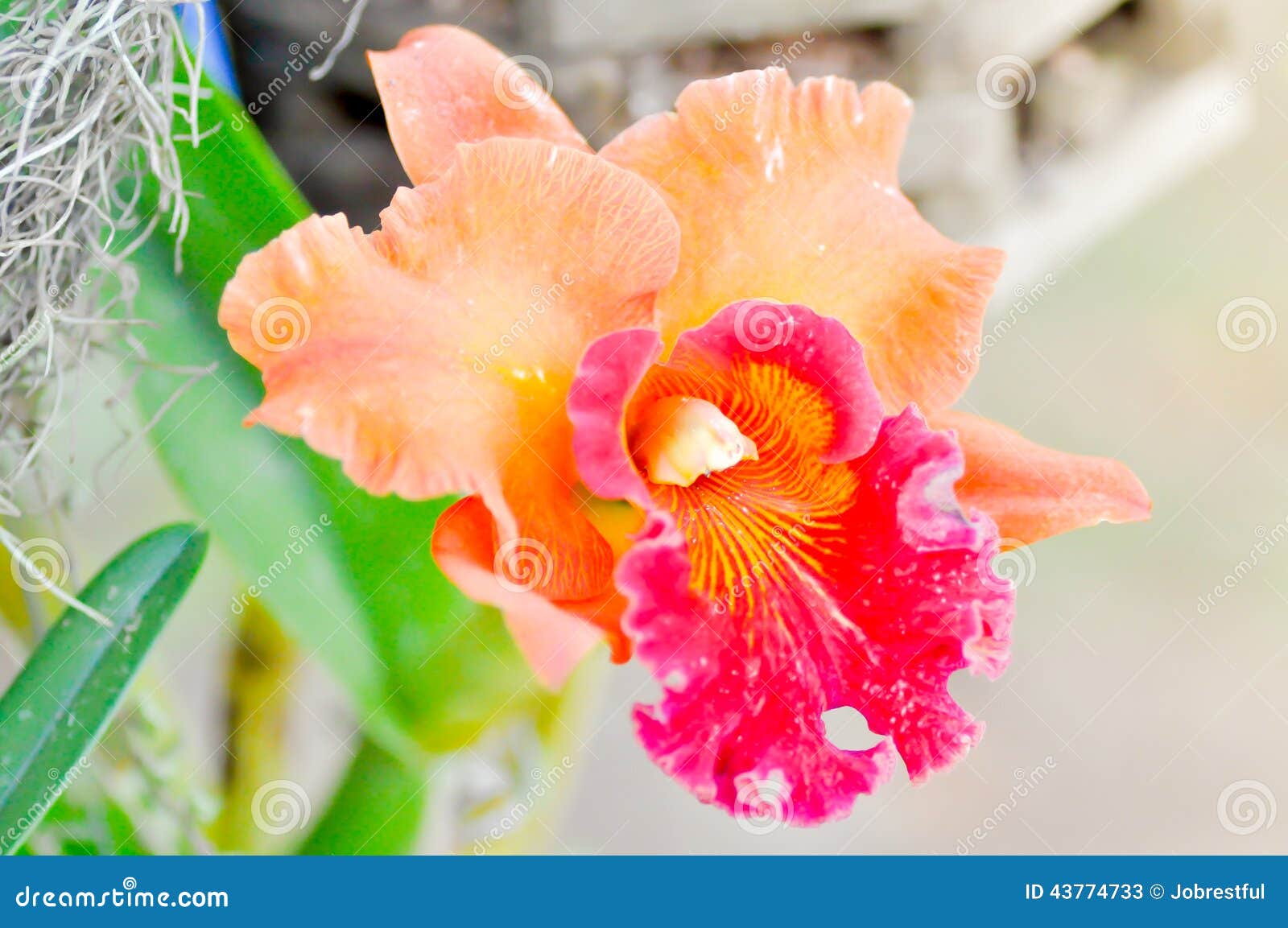 Cattleya orchid flower stock image. Image of branch, corsage - 43774733