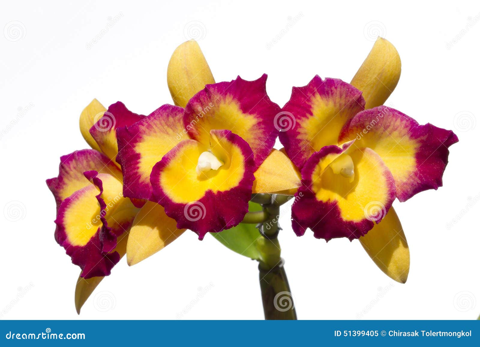 Cattleya orchid flower stock image. Image of beauty, blooming - 51399405