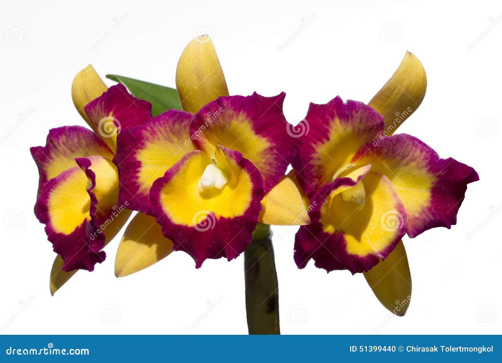 Cattleya orchid flower stock photo. Image of floral, flora - 51399440
