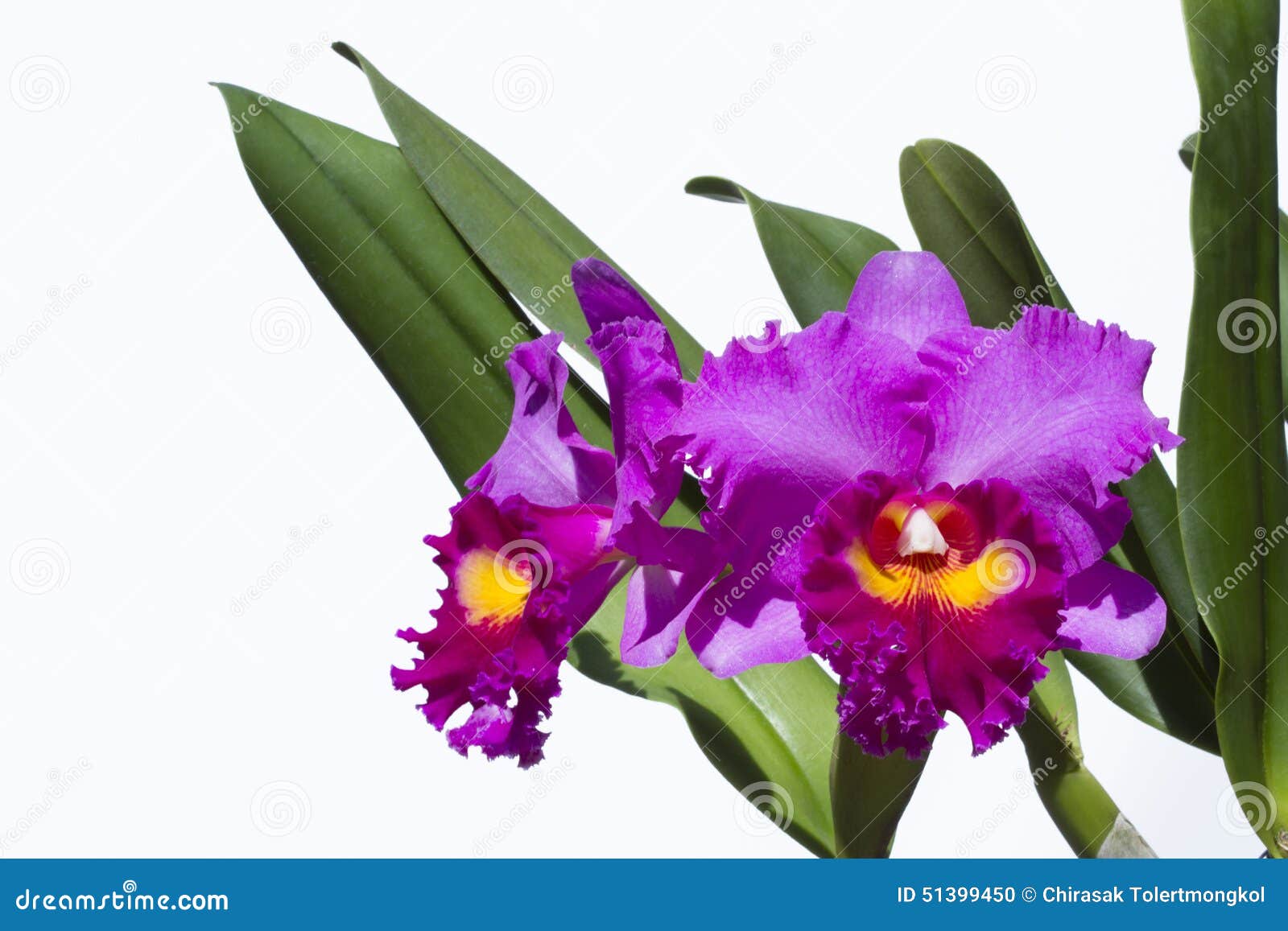 Cattleya orchid flower stock photo. Image of growth, bloom - 51399450