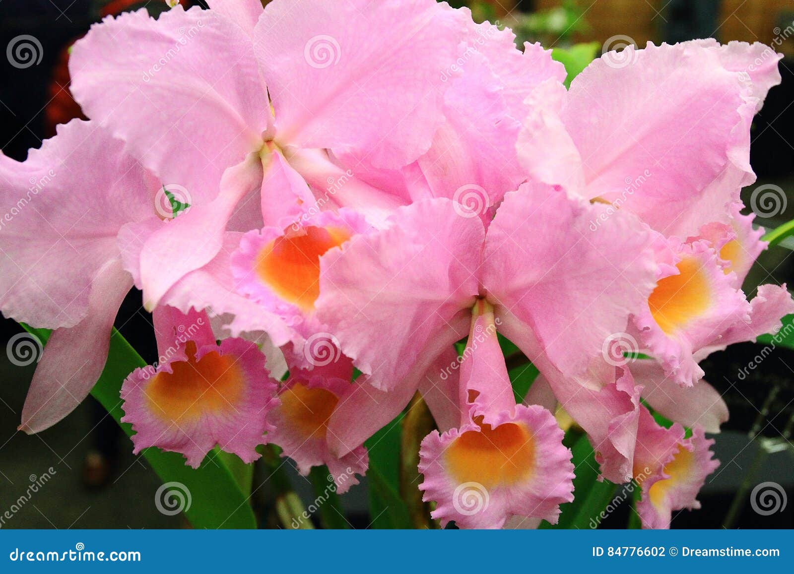 Cattleya orchid stock photo. Image of flower, exotic - 84776602