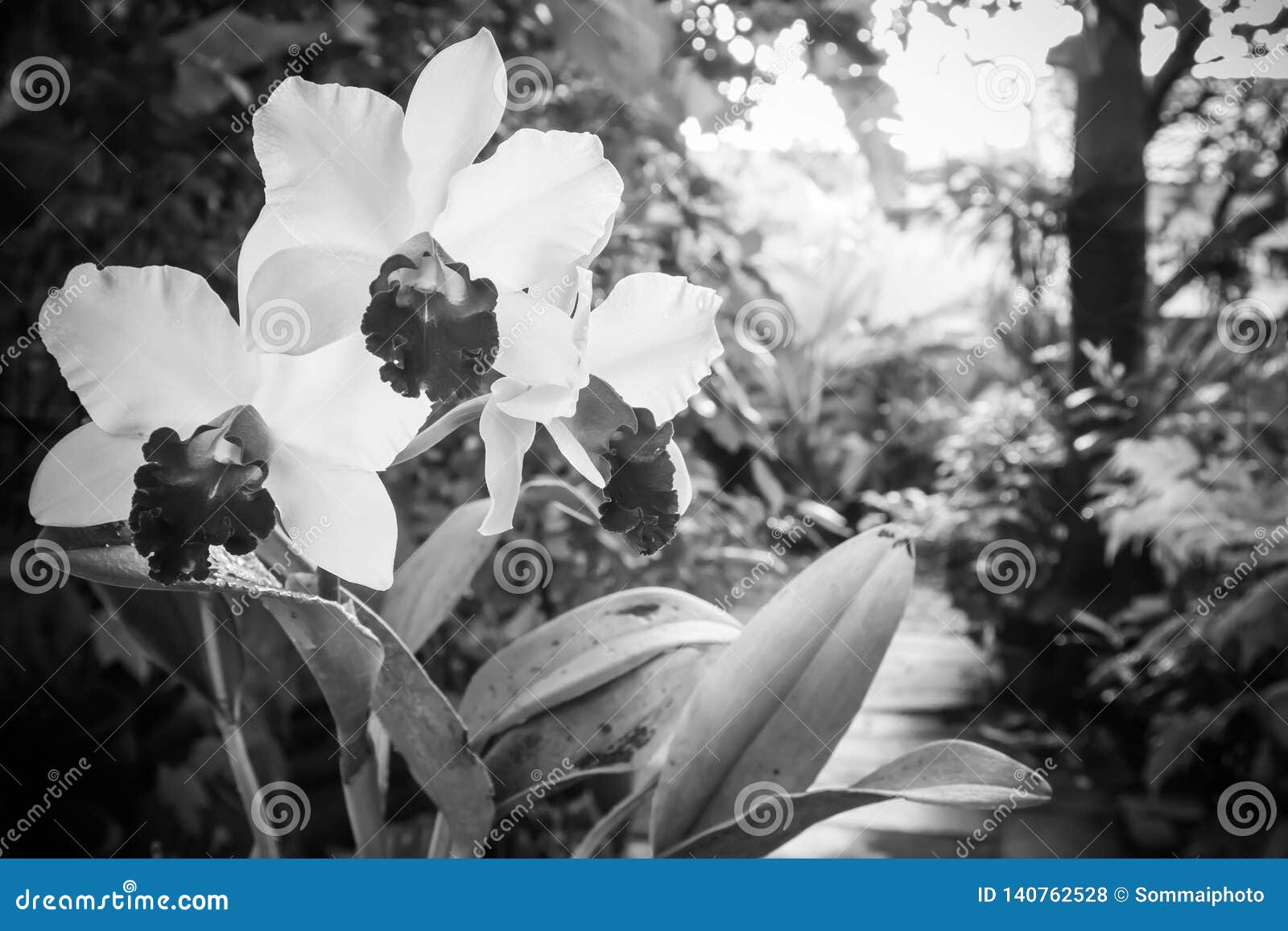 Cattleya Orchid in Natural Light Stock Photo - Image of natural, gray ...