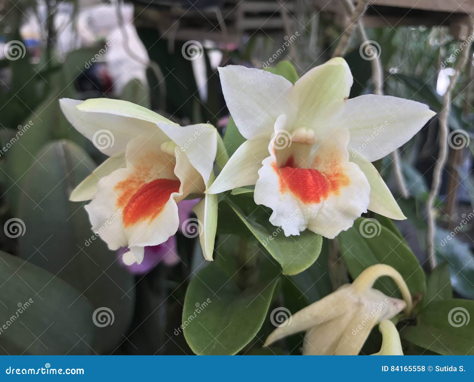Cattleya Orchids stock photo. Image of orchids, colorful - 84165558