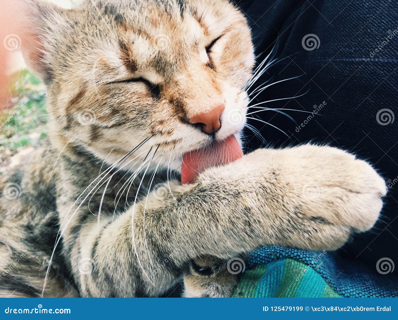 Catty cat stock image. Image of wild, catty, beauty - 125479199