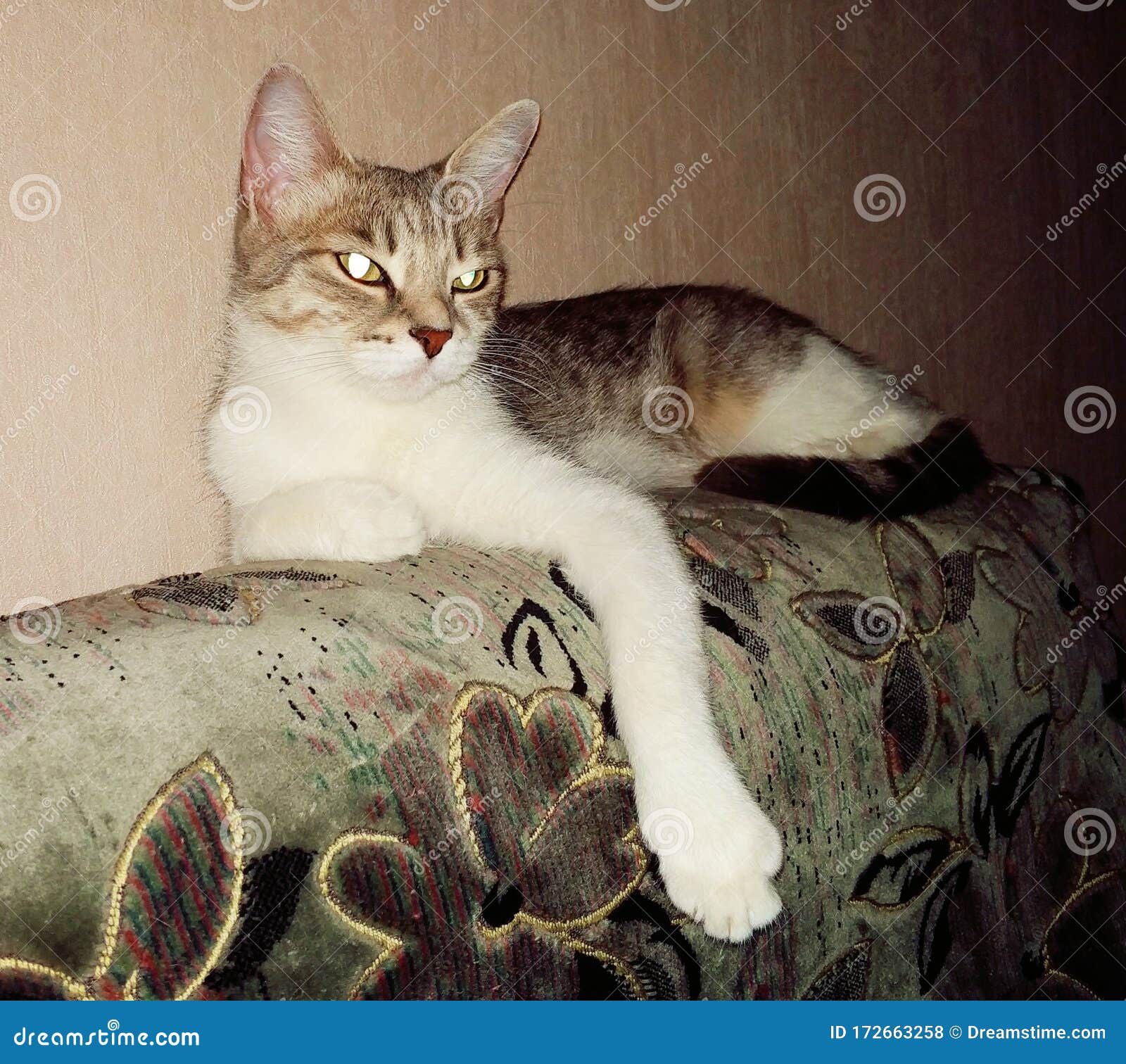 Catty stock photo. Image of wonderful, beautiful, eyes - 172663258