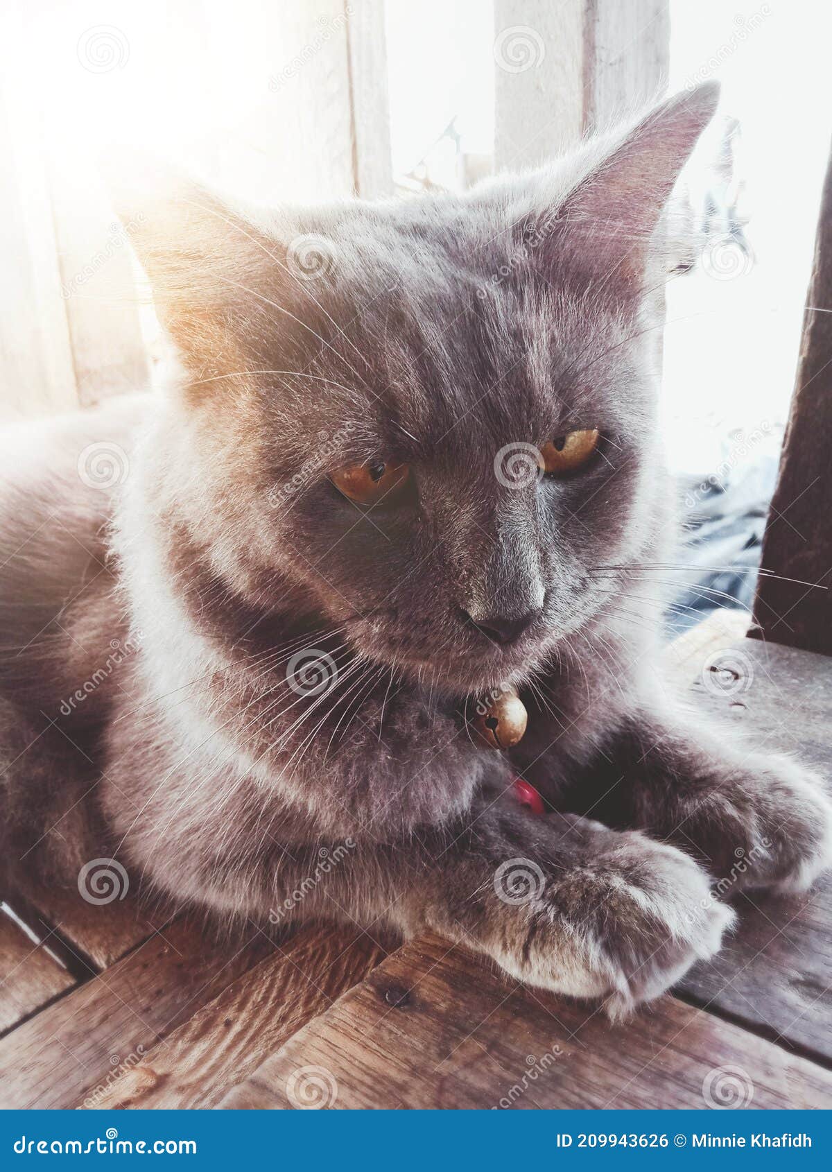 Catty cute eye stock photo. Image of cute, eyes, catty - 209943626