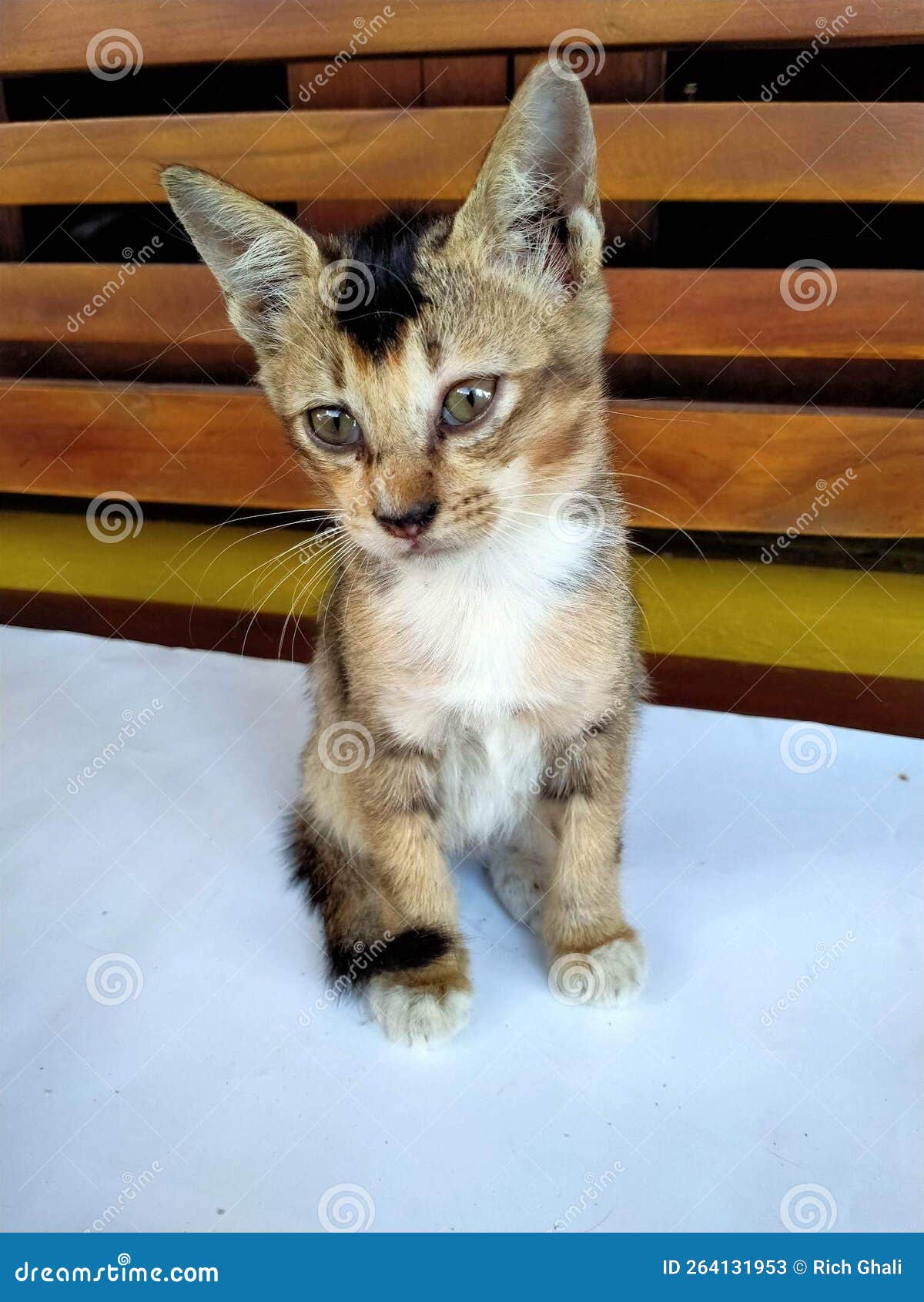 Catty sit cute stock image. Image of kitten, mammal - 264131953