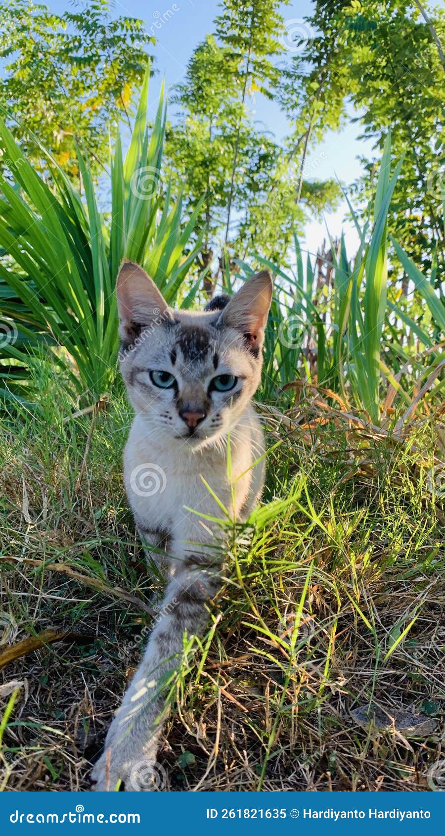 Kolonjono Grass Stock Photos - Free & Royalty-Free Stock Photos from ...