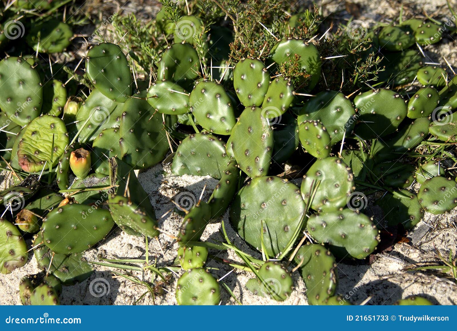 Catus in Sand stock image. Image of growing, sandy, flower - 21651733
