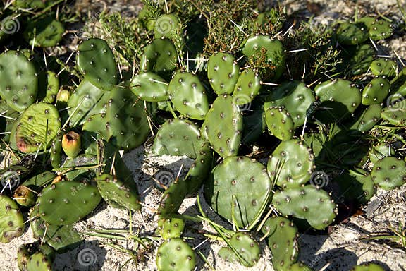 Catus in Sand stock image. Image of growing, sandy, flower - 21651733