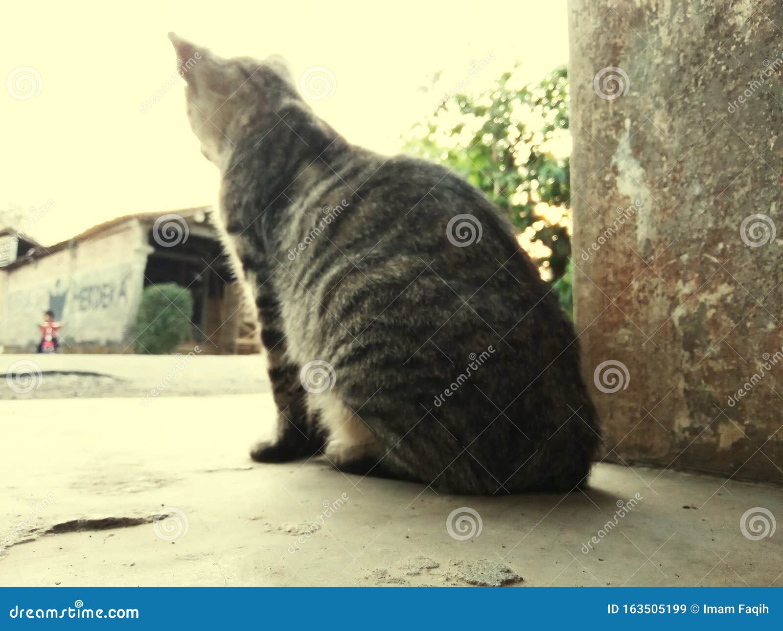 Caty stock image. Image of missing, pets, black, animal - 163505199