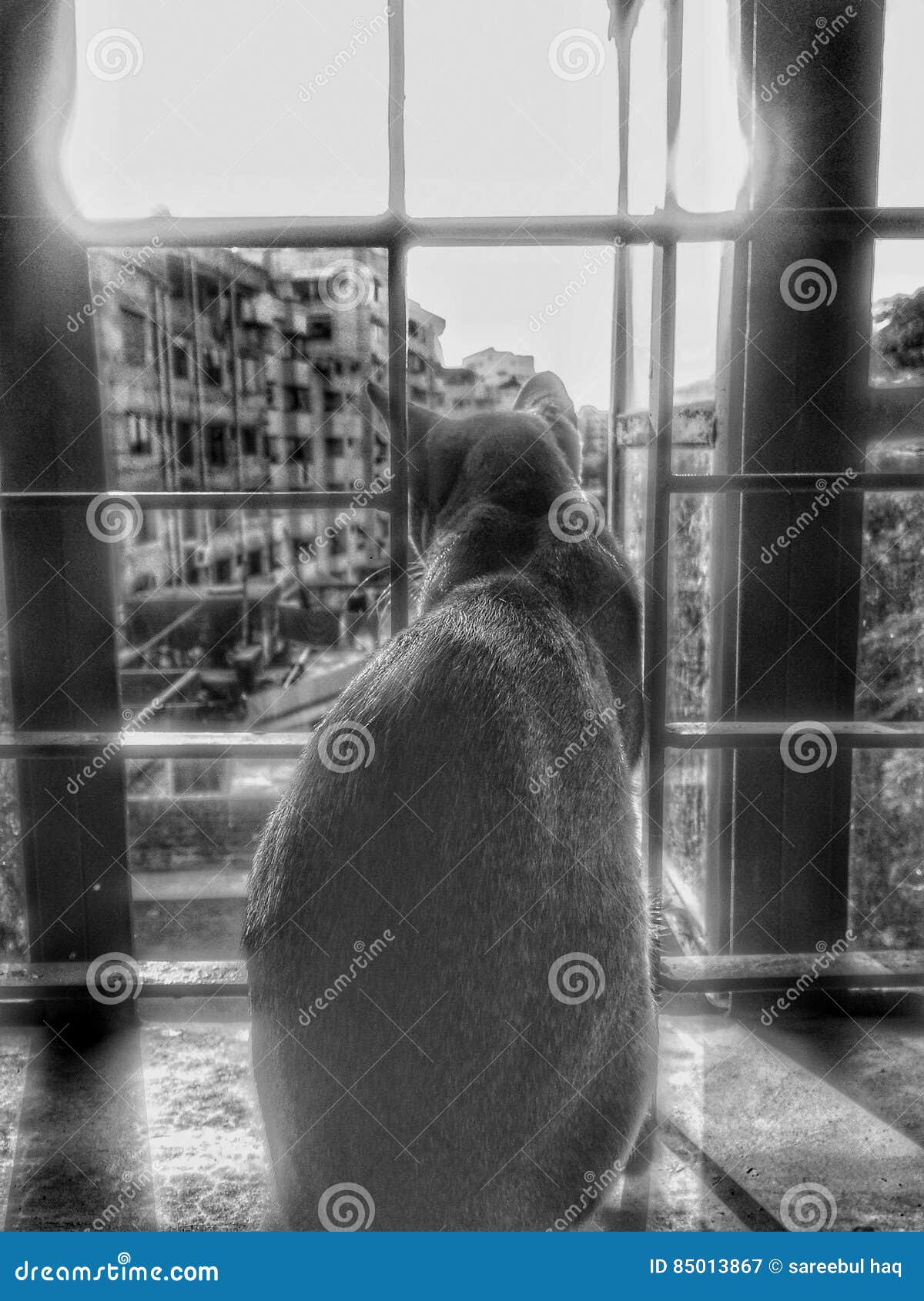 Caty kitty stock image. Image of enjoying, nature, caty - 85013867