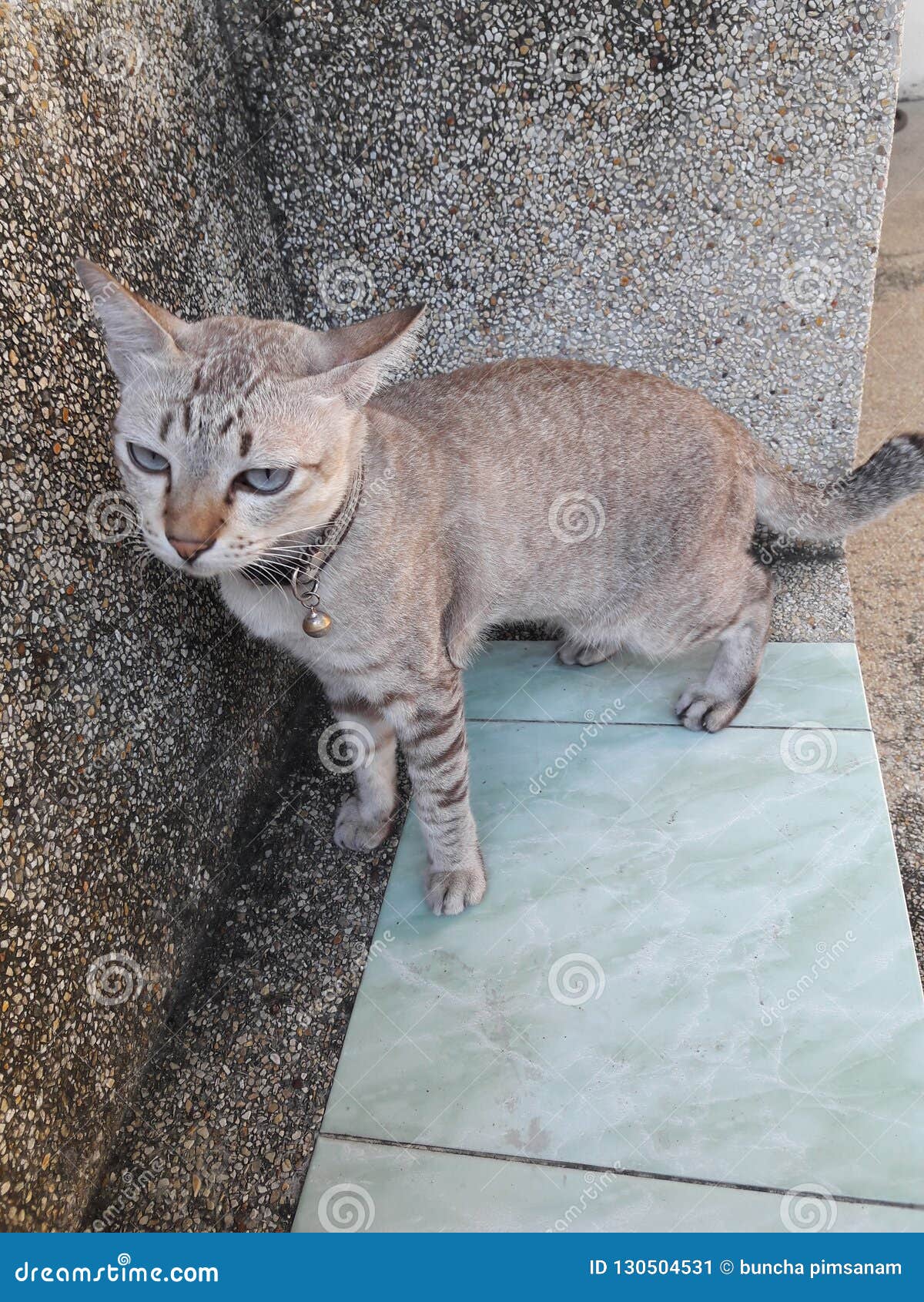 Caty stock image. Image of naughty, animal, caty, garden - 130504531