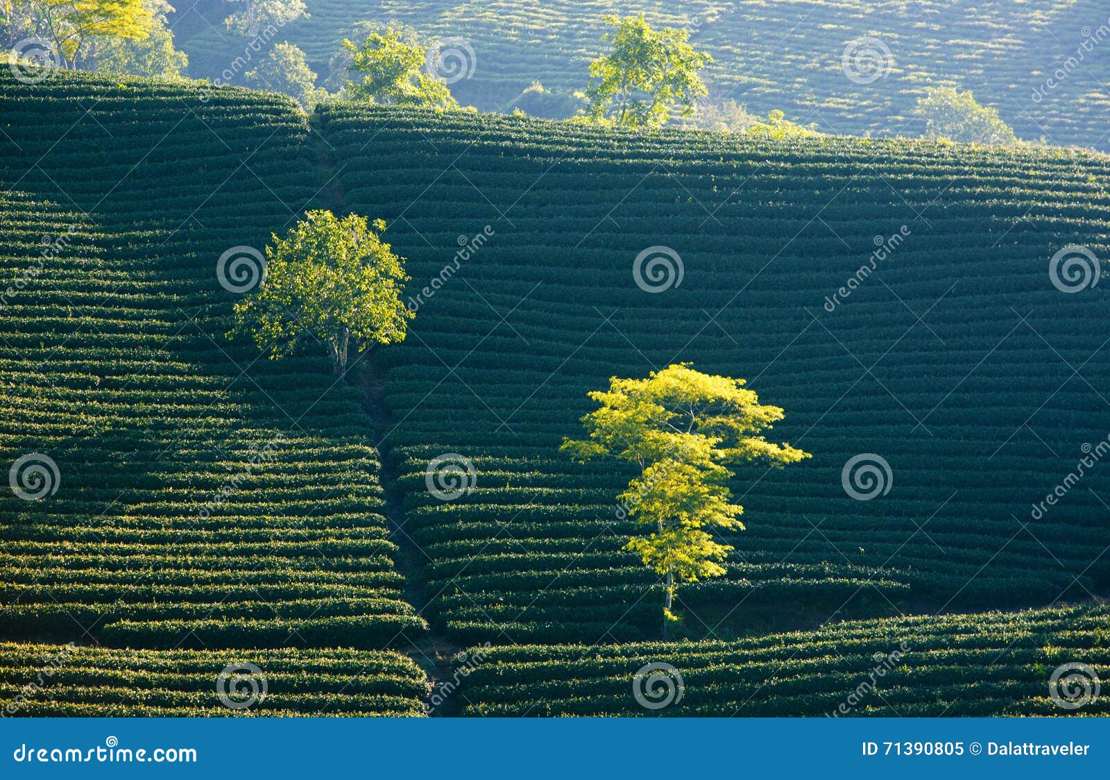 Cau Dat tea plantation stock image. Image of harvesting - 71390805