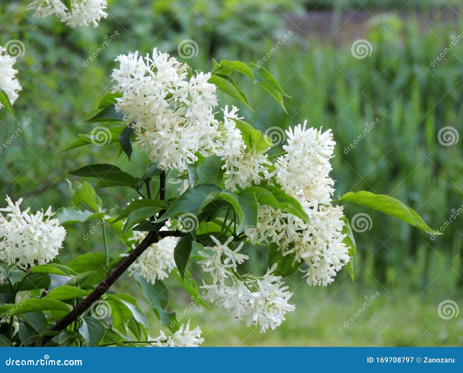 Caucasian Bladdernut or Colchis Bladdernut Stock Image - Image of petal ...