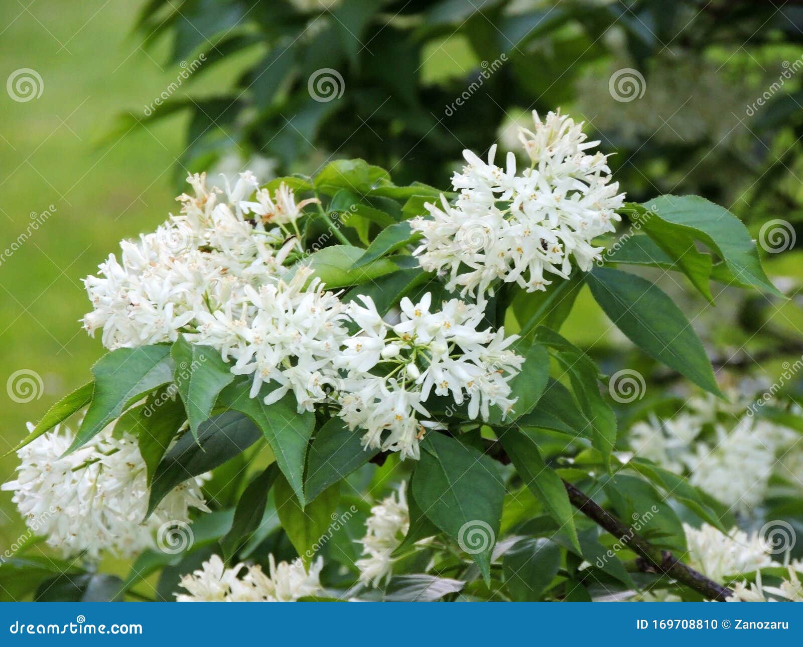 Caucasian Bladdernut or Colchis Bladdernut Stock Photo - Image of ...