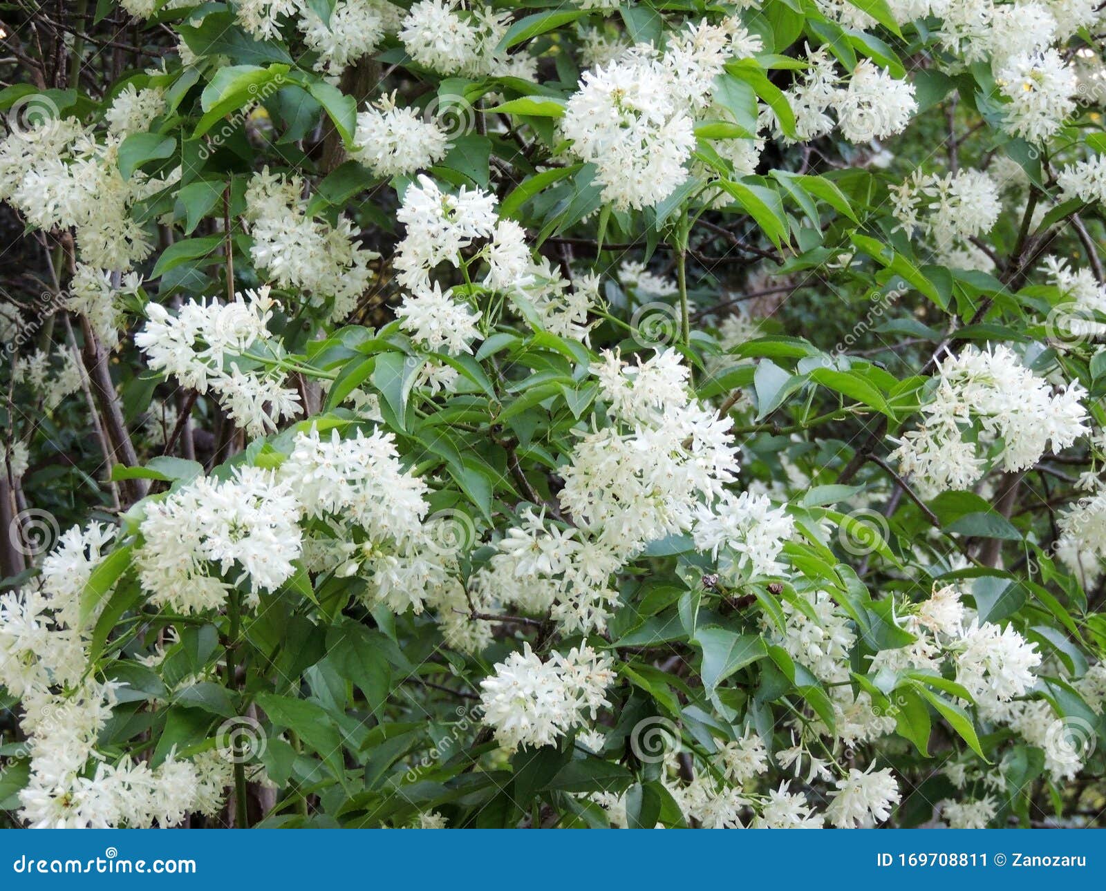 Caucasian Bladdernut or Colchis Bladdernut Stock Image - Image of ...