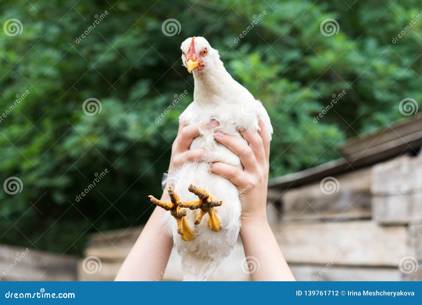 Caucasian Boy Holding White Rustic Chicken in Hands Stock Photo - Image ...