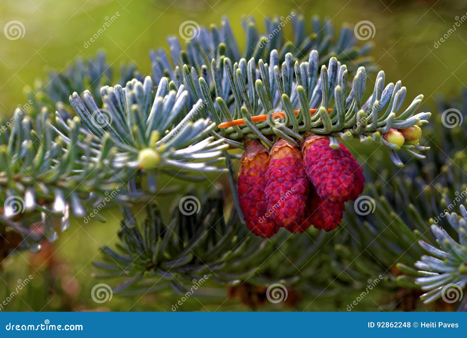 Caucasian fir stock photo. Image of conifer, forest, microstrobilus ...