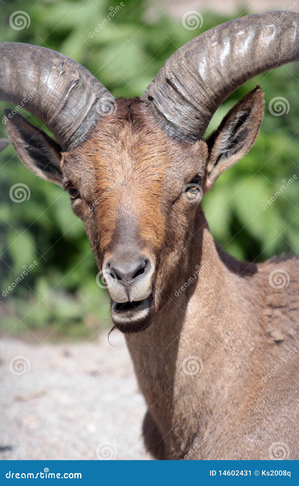 A caucasian goat (female) stock image. Image of female - 14602431