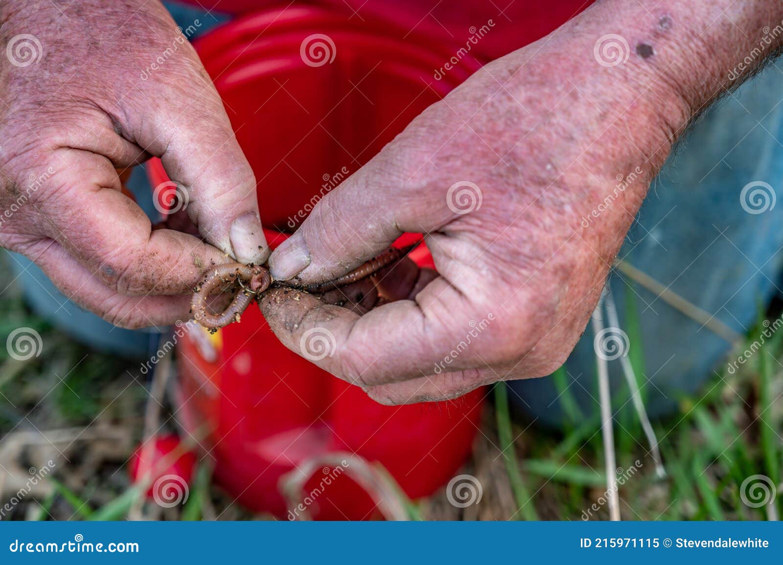 Caucasian Hands Putting a Worm on a Hook To Use As Live Bait Stock ...