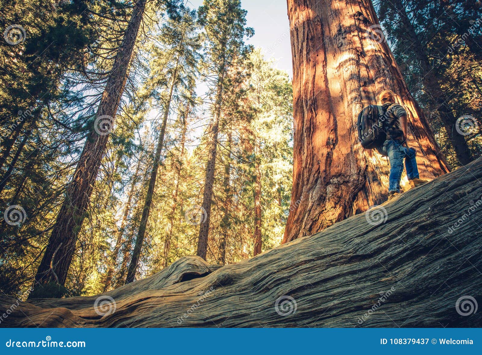 Sequoia Forest Exploring stock image. Image of hiker - 108379437