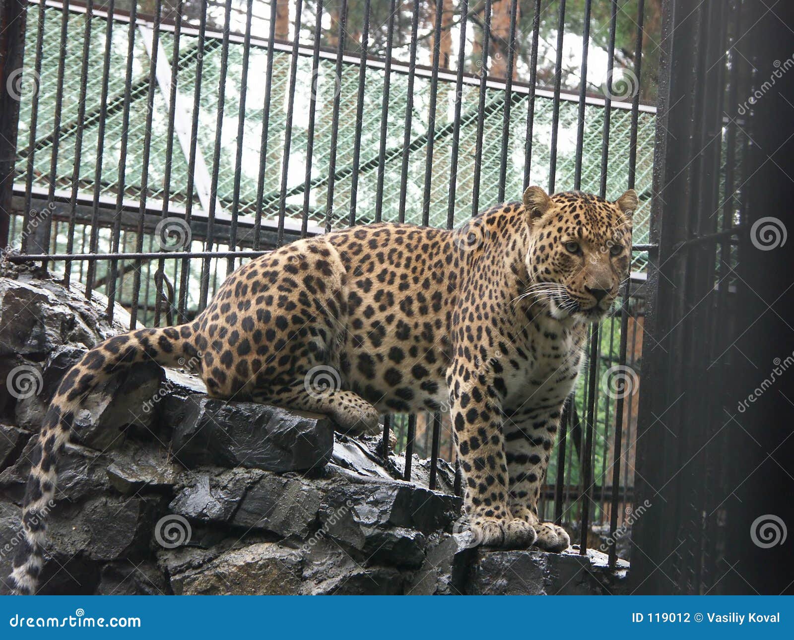 Caucasian leopard stock photo. Image of hunt, refuge, animal - 119012