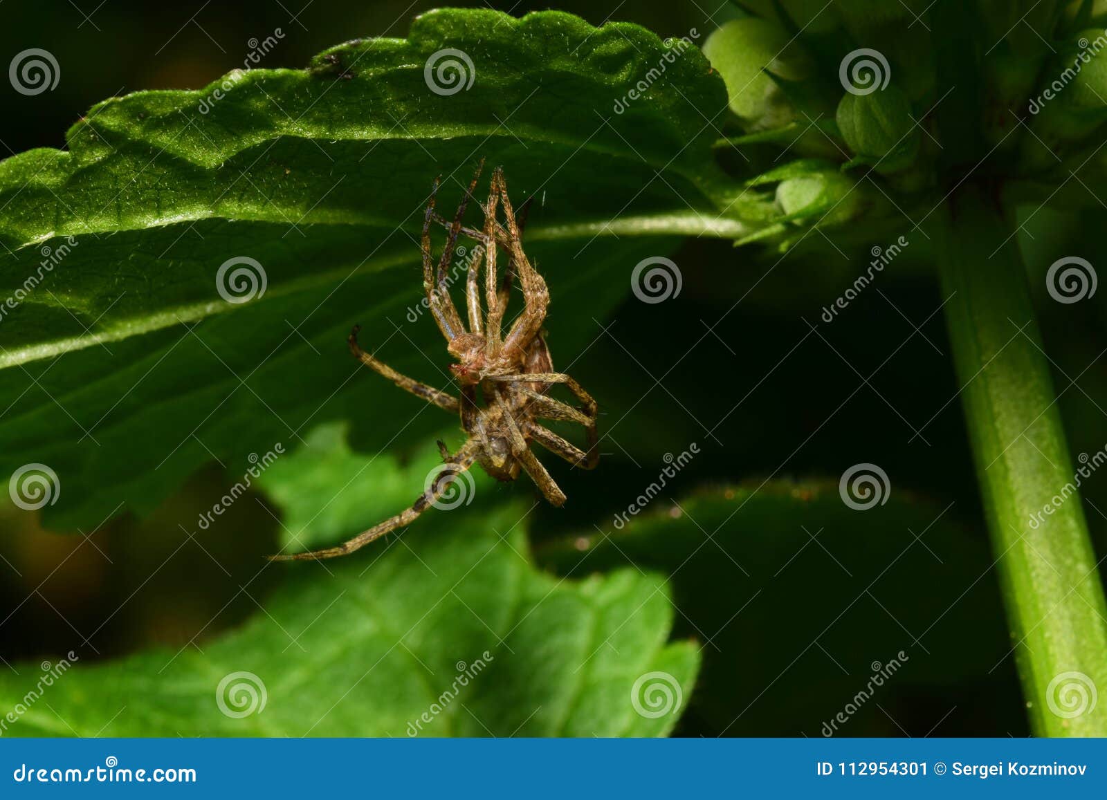 Caucasian Macro Spider Solpuga on Nettle Leaf Stock Image - Image of ...