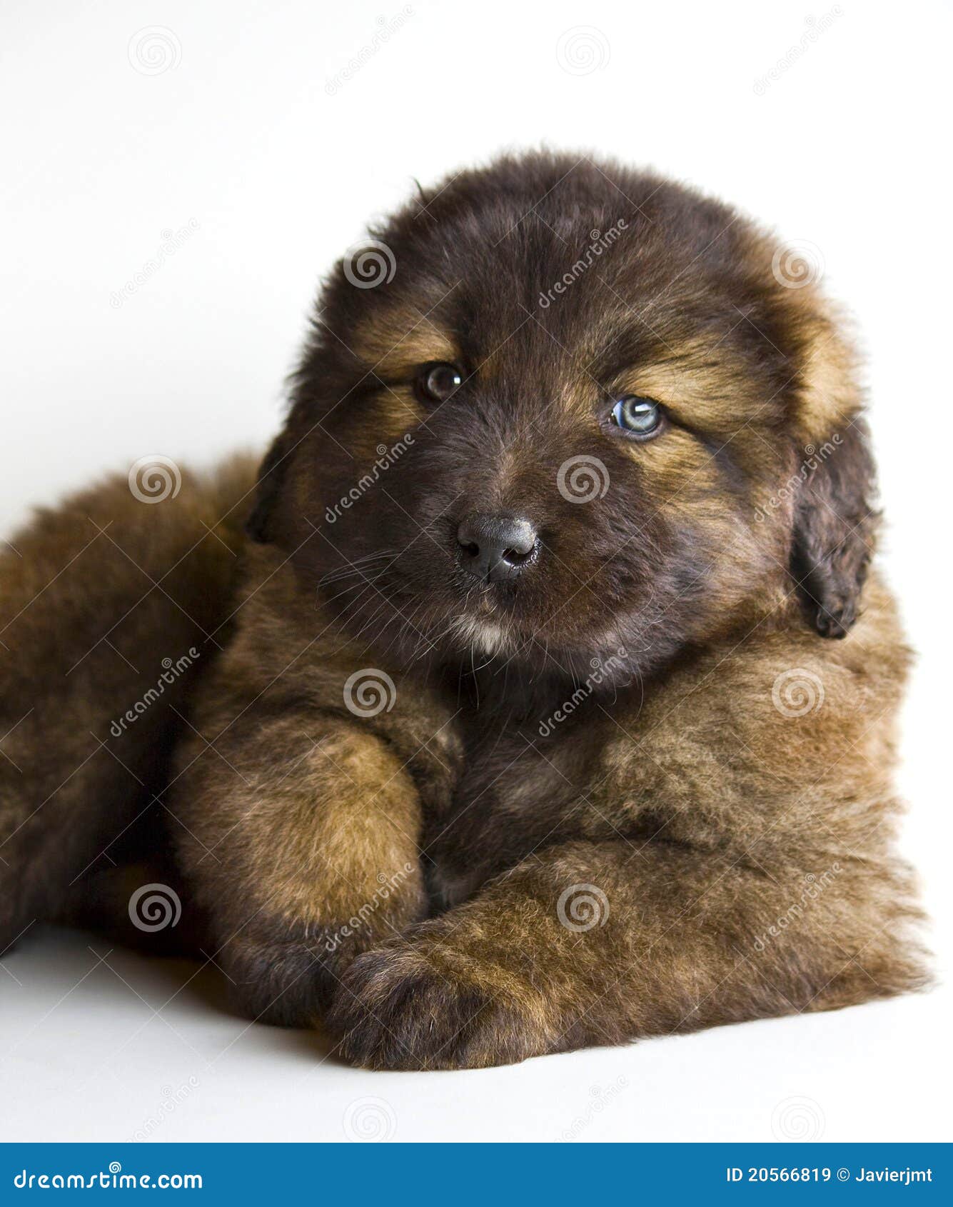 Caucasian mastiff puppy stock image. Image of speckled - 20566819