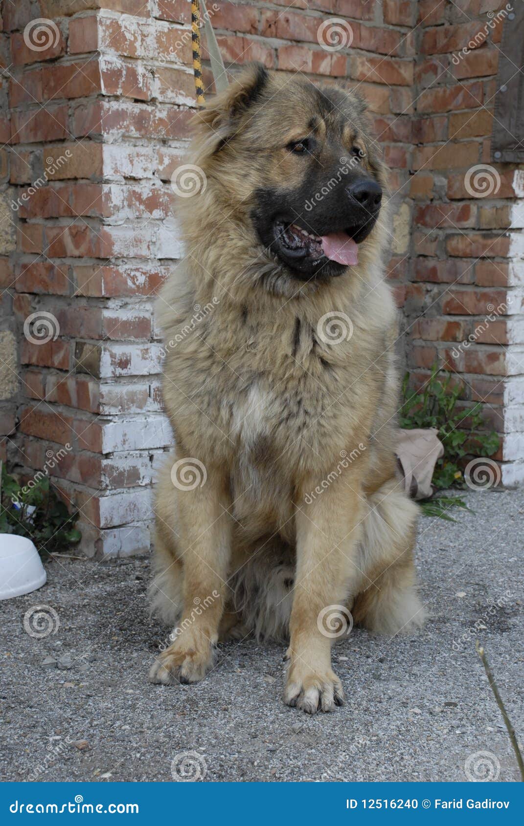 Caucasian shepherd dog stock photo. Image of fawn, caucasian - 12516240