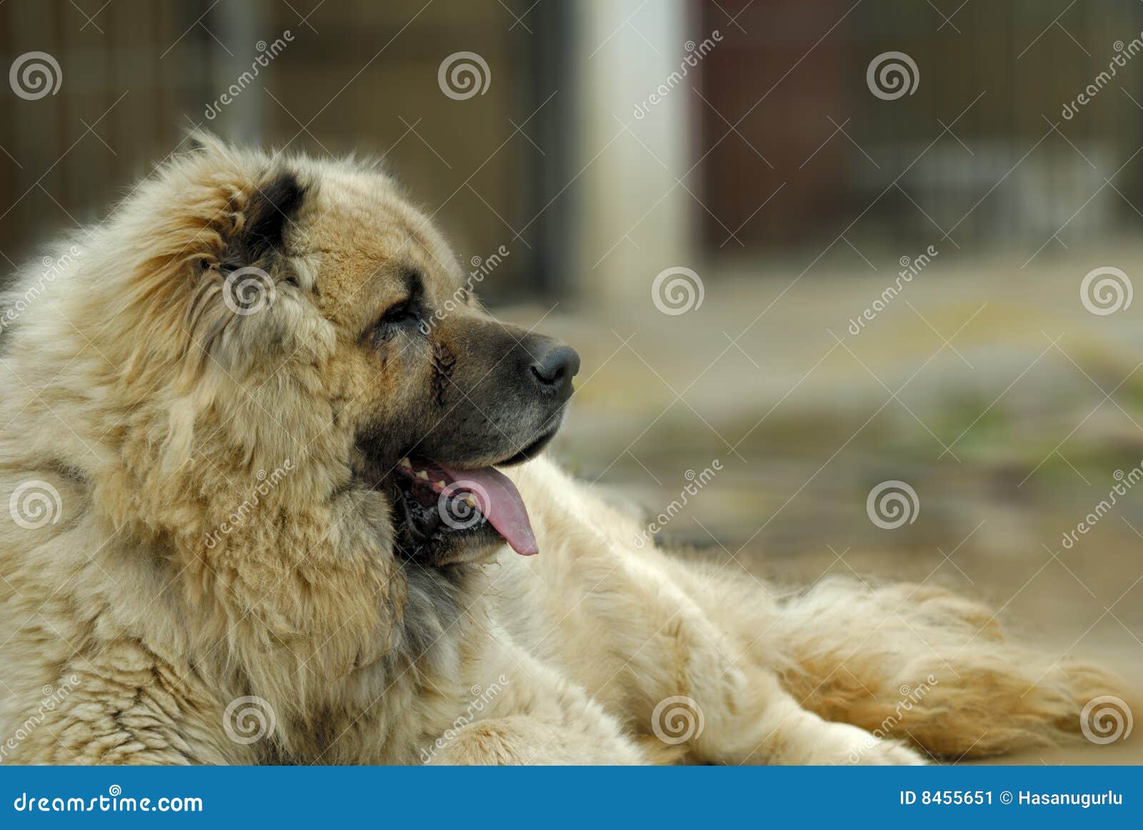 15,817 Dog Blurred Stock Photos - Free & Royalty-Free Stock Photos from ...